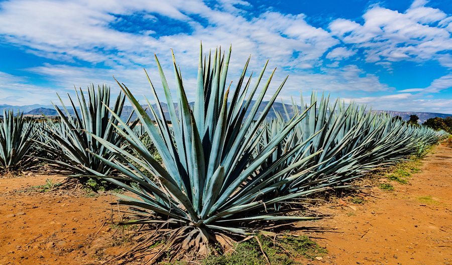 Traveling Down the Tequila Trail | Proof By Southern Glazer's