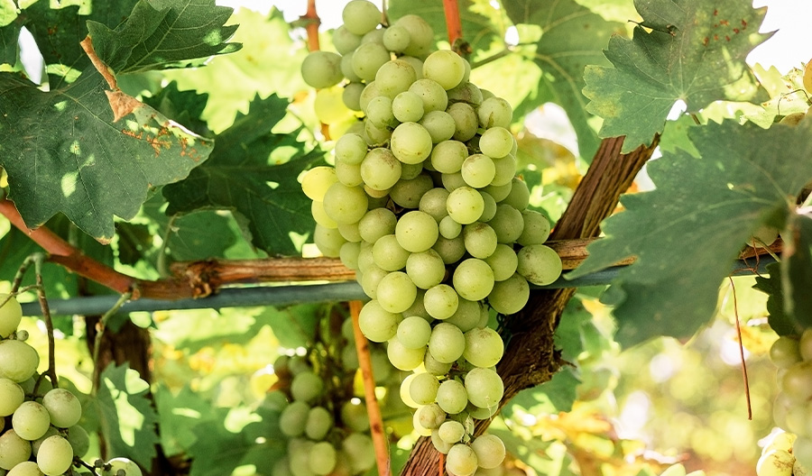 What to Know About Chenin Blanc | Proof By Southern Glazer's
